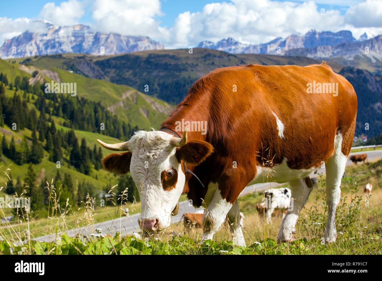 group of italian cows on a pasture. mountains Dolomites, Italy Stock ...