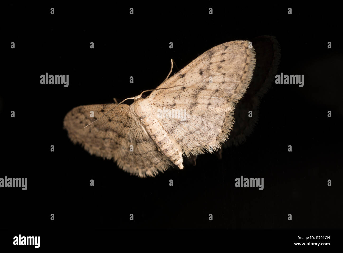 An Engrailed Moth (Ectropis crepuscularia) at night on a window with ...