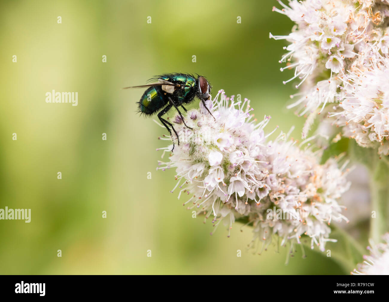 Blowfly flower hi-res stock photography and images - Alamy