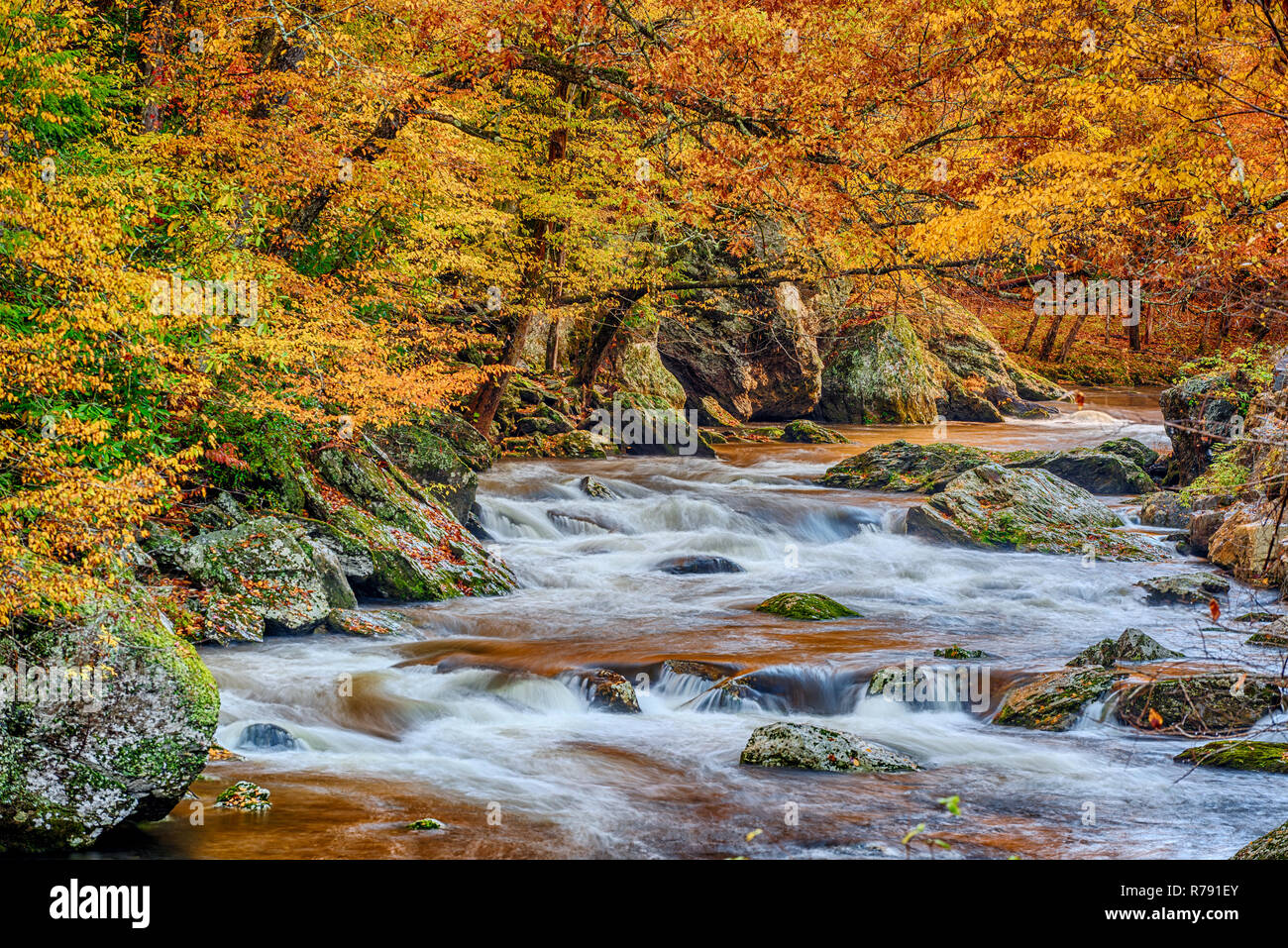 Mountain Stream In Fall