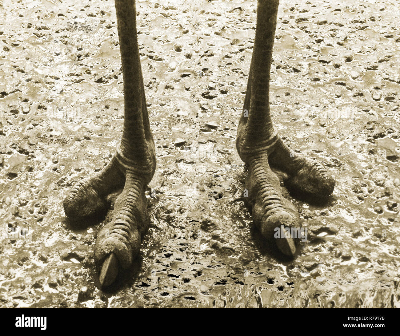 scary monsters paws Stock Photo - Alamy