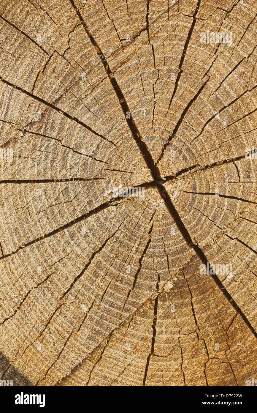 cross section of the tree, wooden background Stock Photo - Alamy
