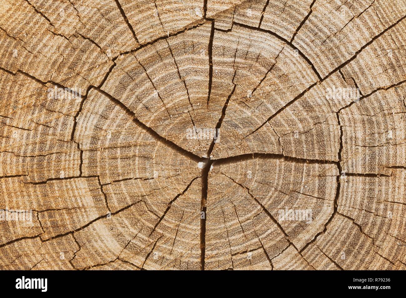 cross section of the tree, wooden background Stock Photo - Alamy