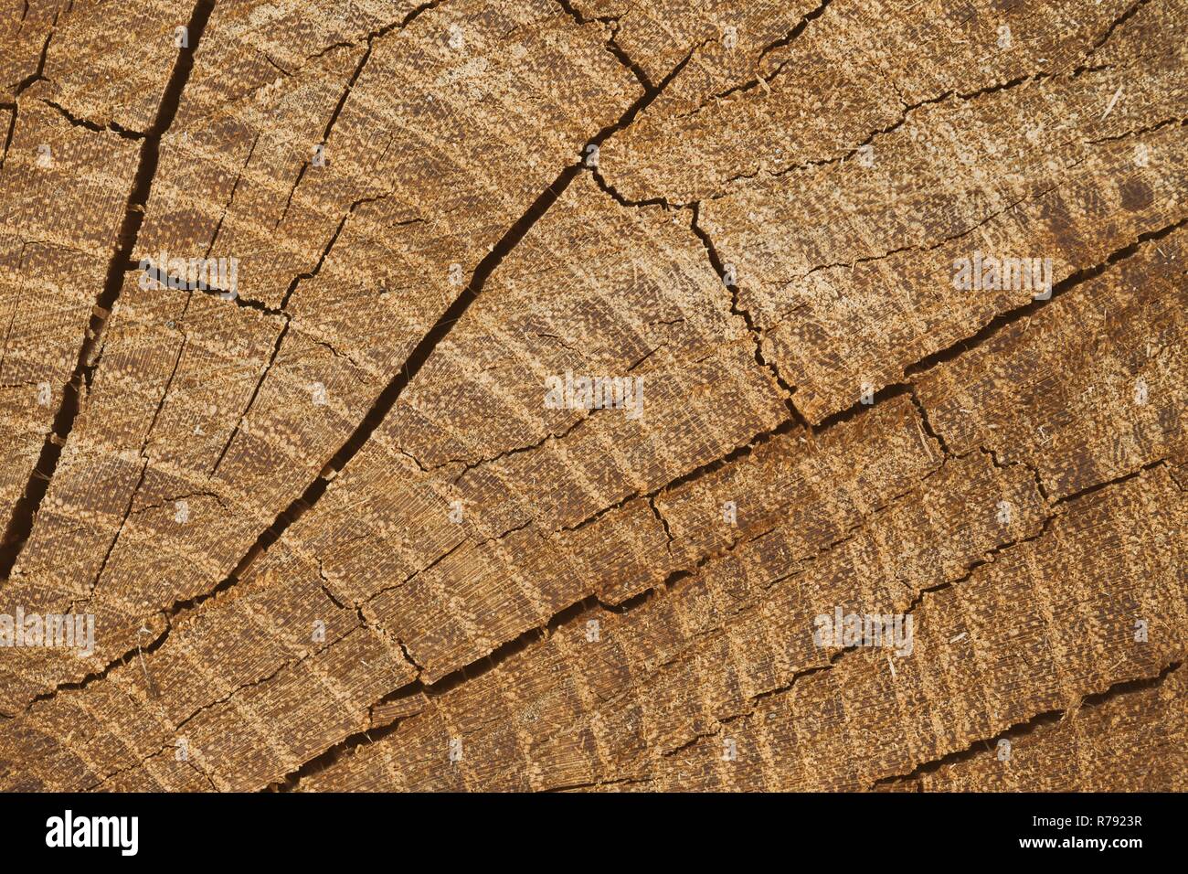 cross section of the tree, wooden background Stock Photo - Alamy