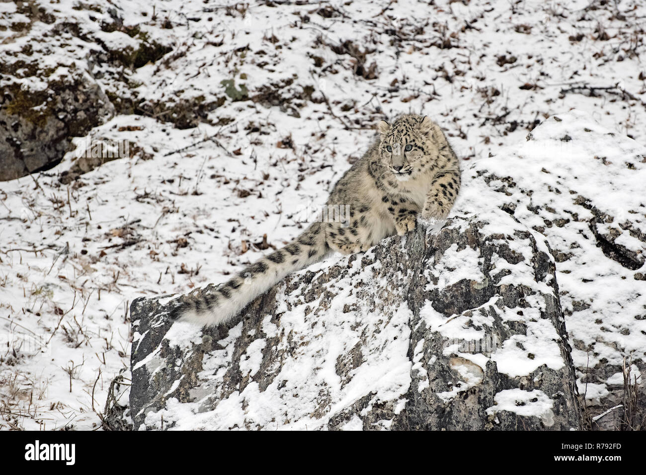 Snow Leopard Cub Crouched on Cliff Stock Photo - Alamy
