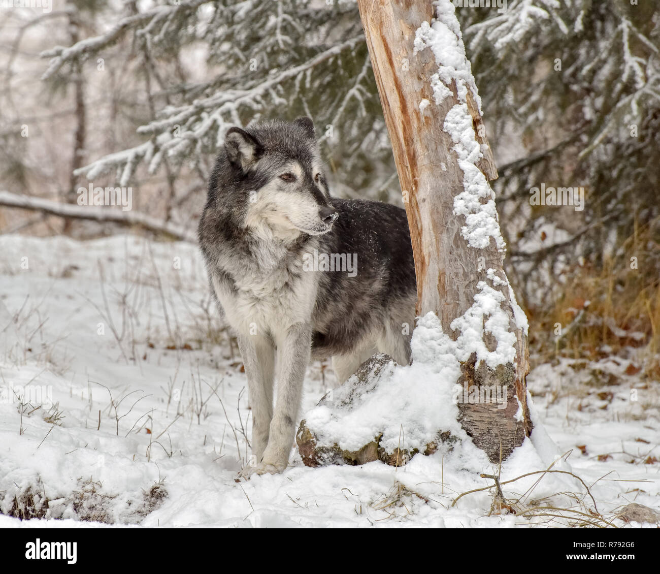 Lone Wolf peeking around the Trunk of a Tree Stock Photo - Alamy