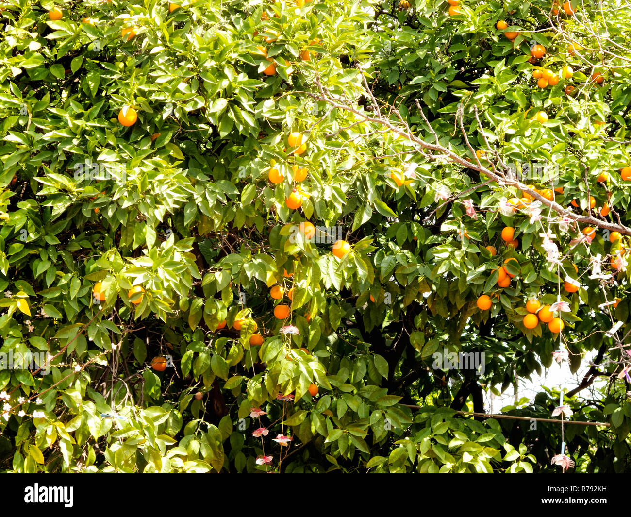 close up orange tree Stock Photo - Alamy