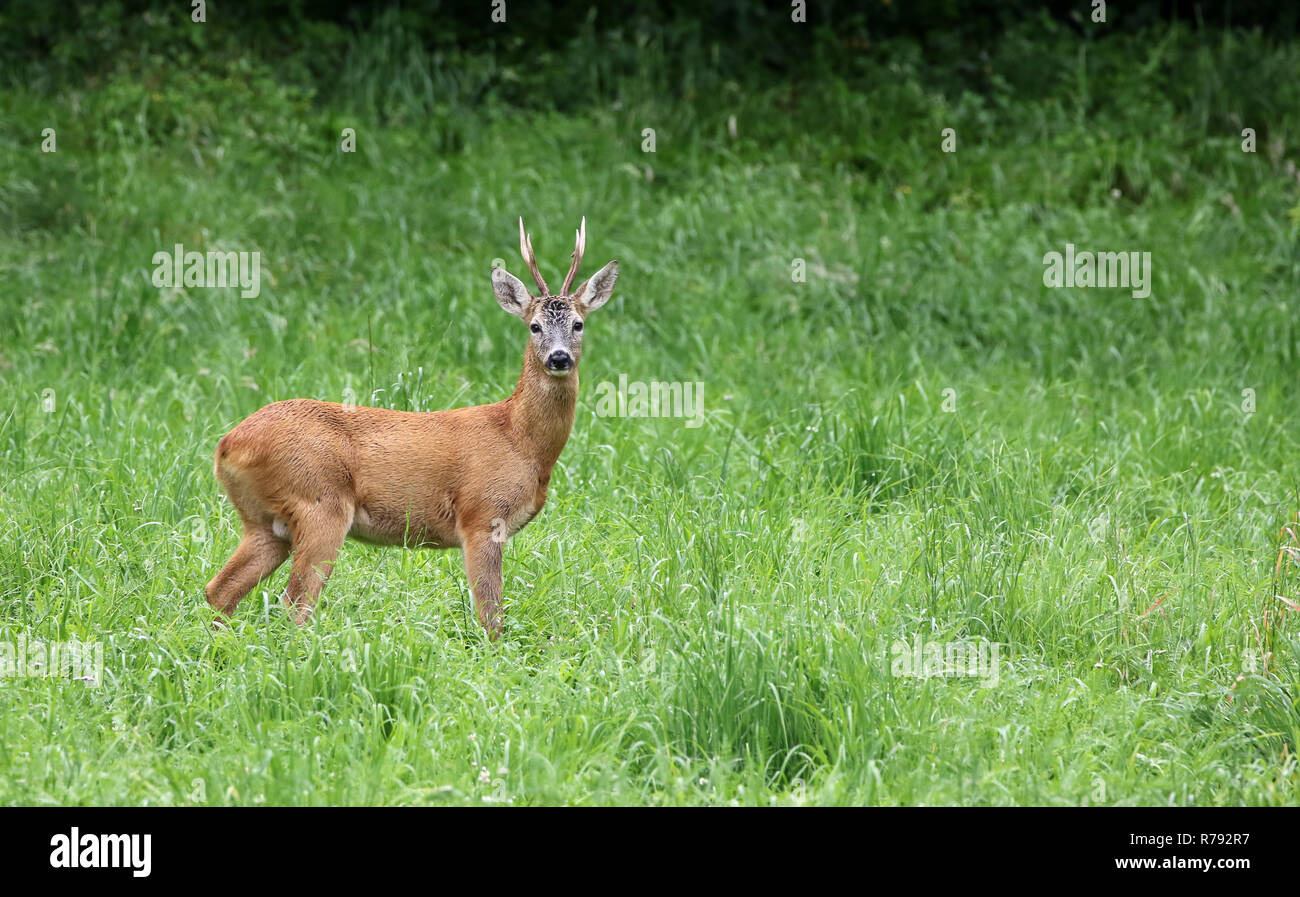 Roebuck does ricke hi-res stock photography and images - Alamy