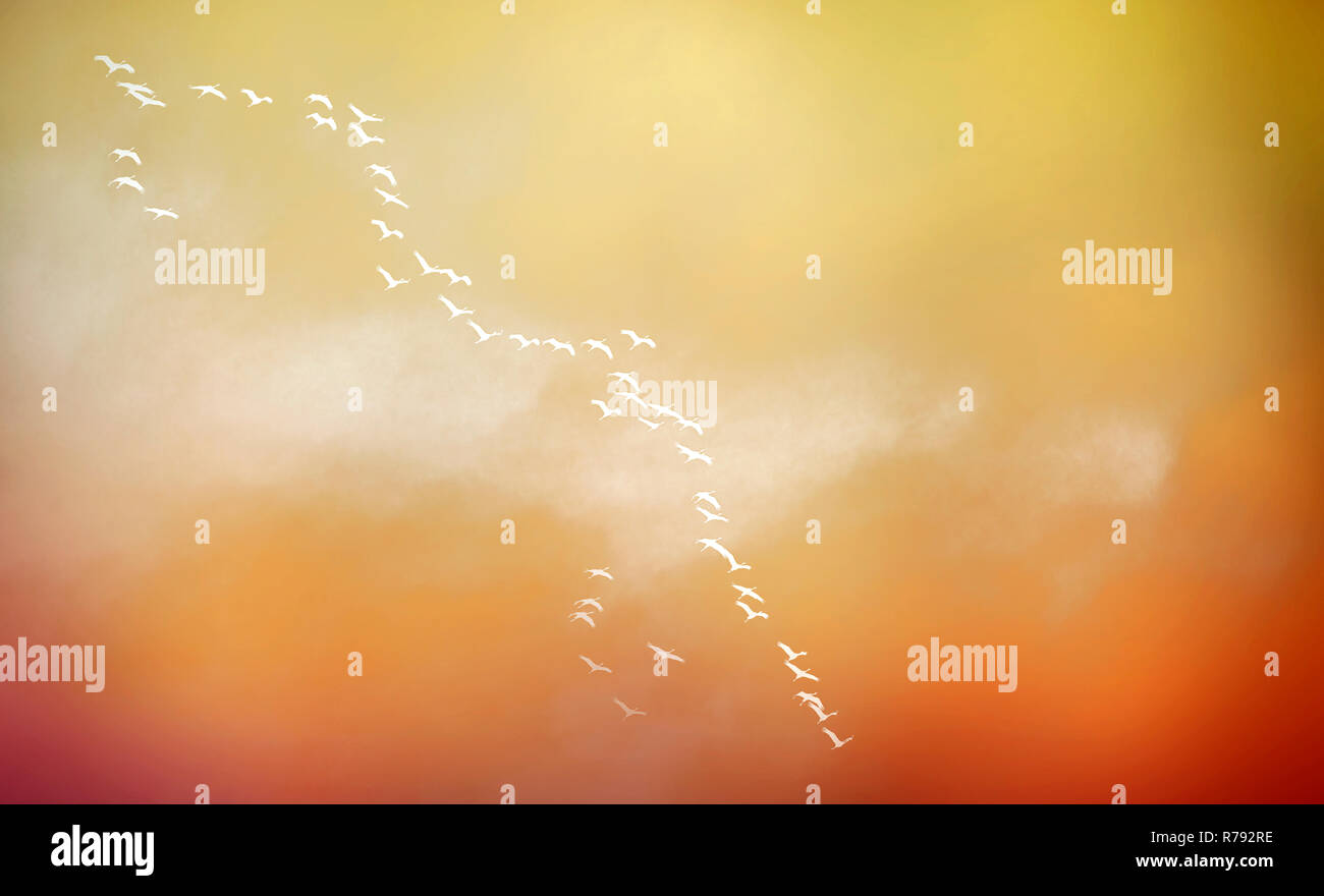 pulling birds texture concept Stock Photo - Alamy