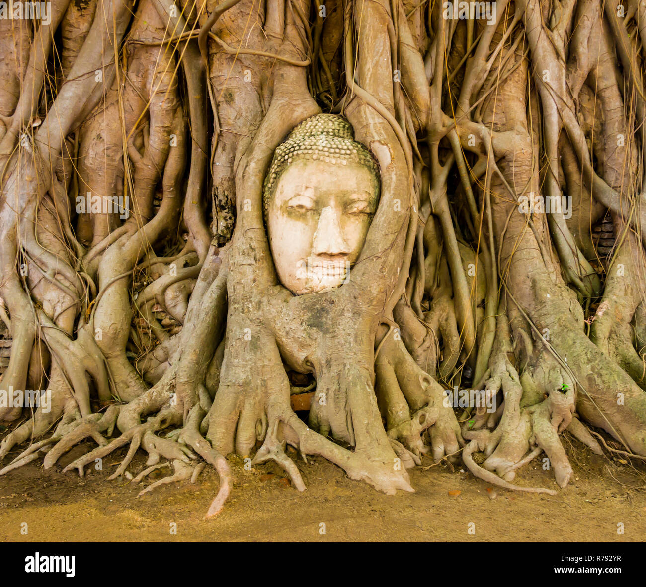 Embedded in tree hi-res stock photography and images - Alamy