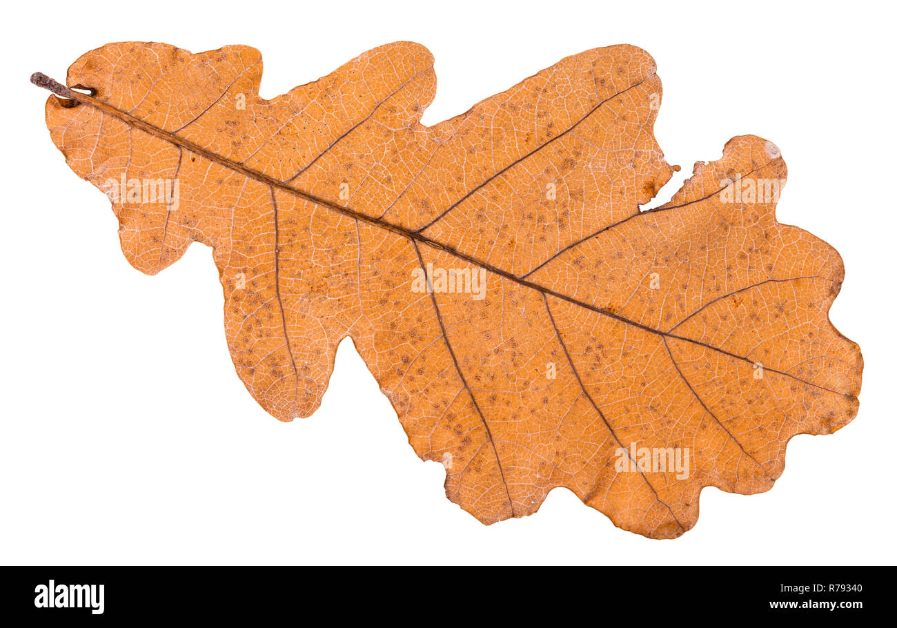 back side of autumn dried leaf of oak tree Stock Photo - Alamy