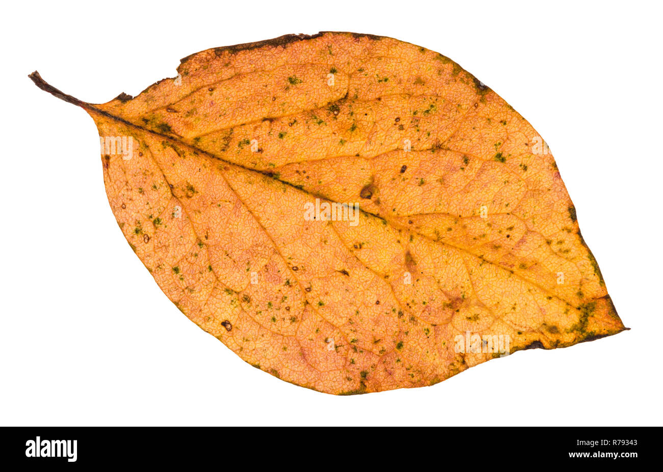 Rotten and fallen tree Cut Out Stock Images & Pictures - Alamy