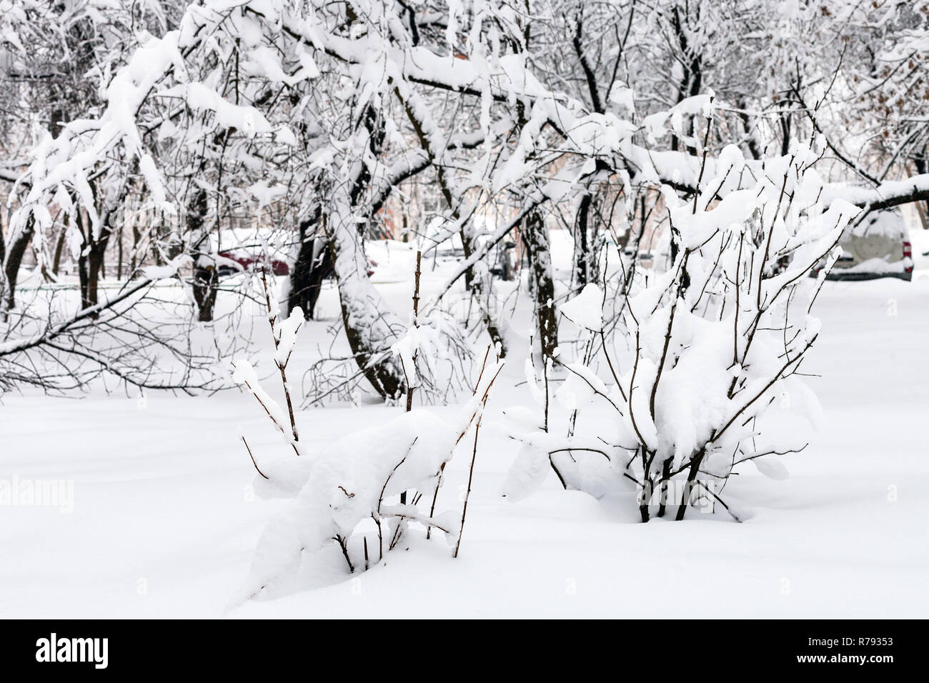 snow-covered shrubs and trees in urban garden Stock Photo - Alamy