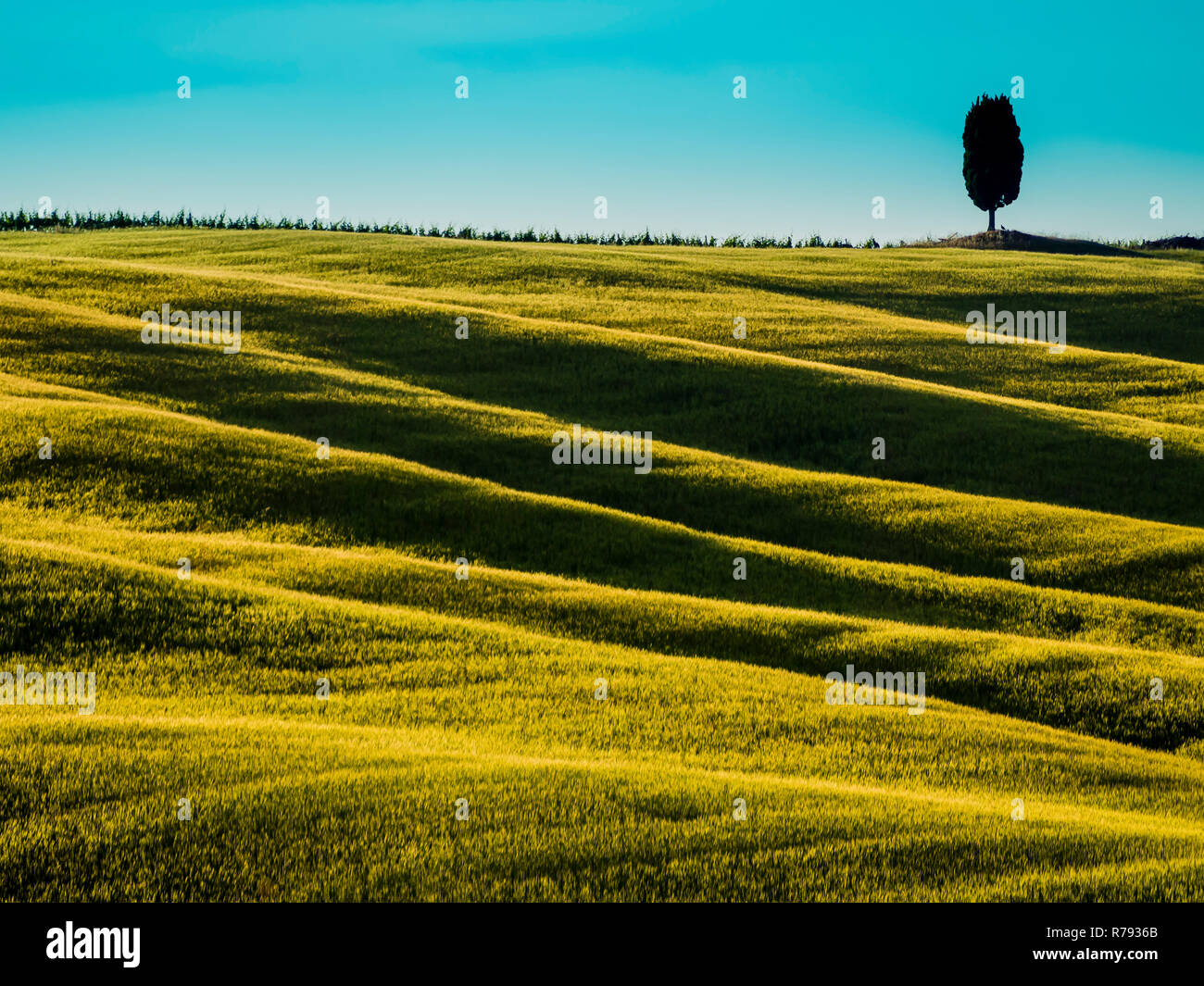 Tuscan cypress tree hi-res stock photography and images - Alamy