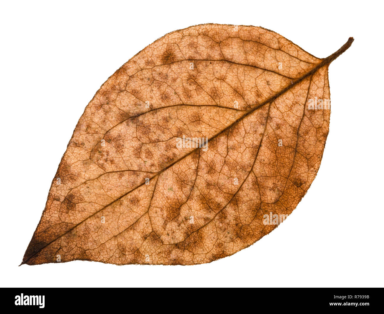 back side of autumn decayed leaf of poplar tree Stock Photo - Alamy