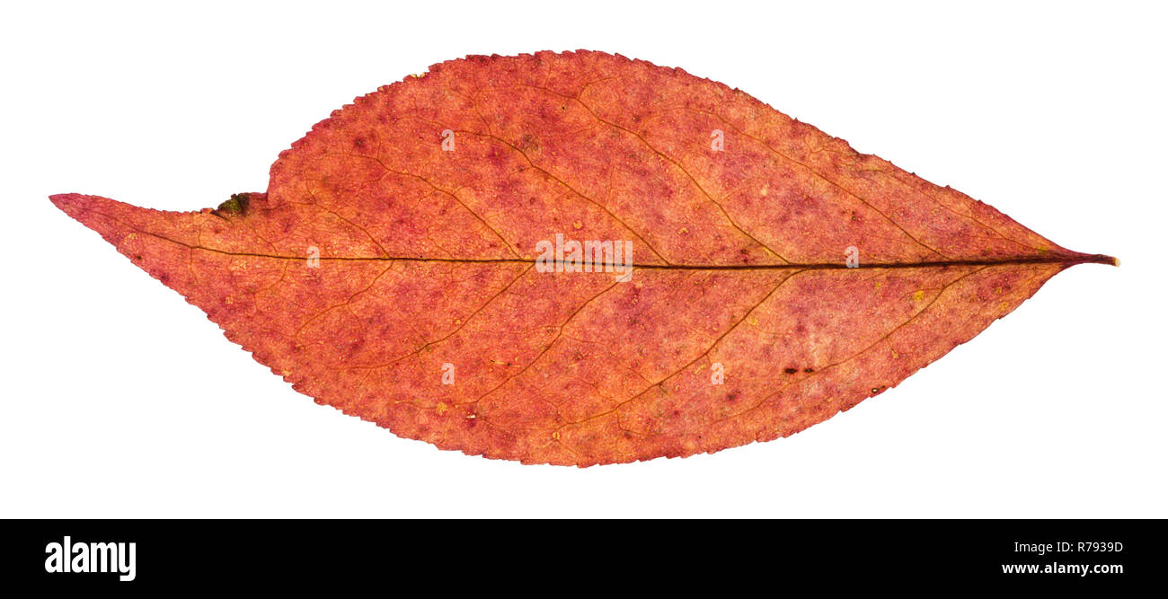 Sallow willow Cut Out Stock Images & Pictures - Alamy