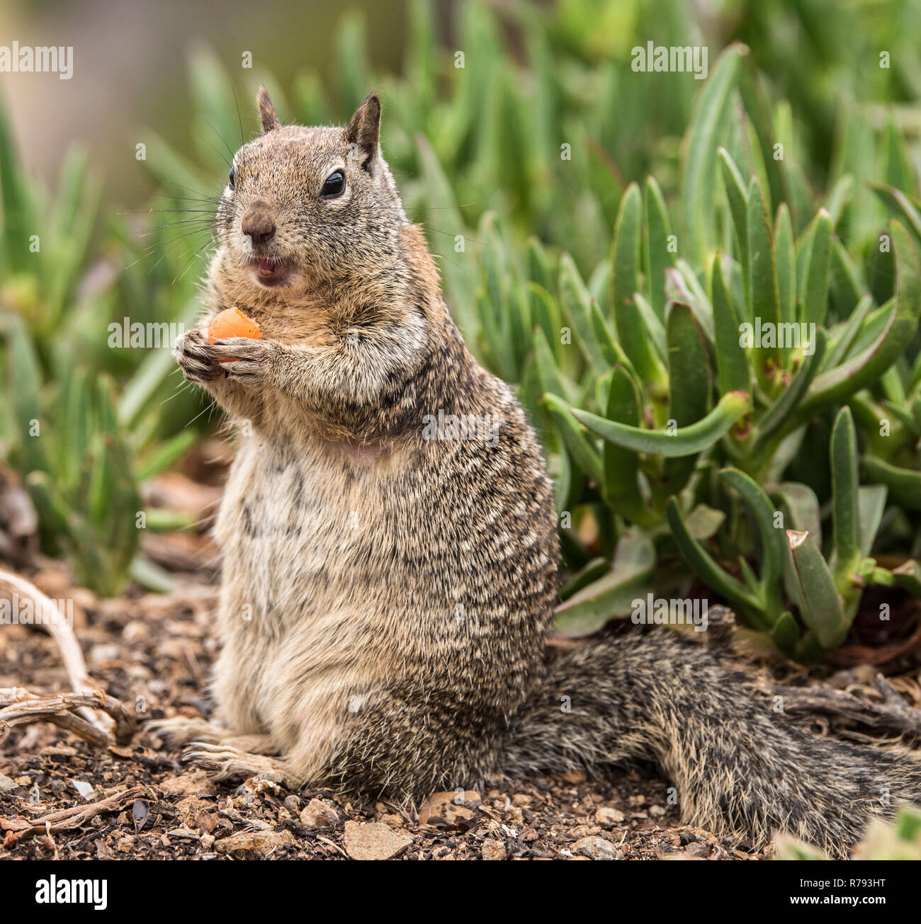 Fat squirrel eating hi-res stock photography and images - Alamy