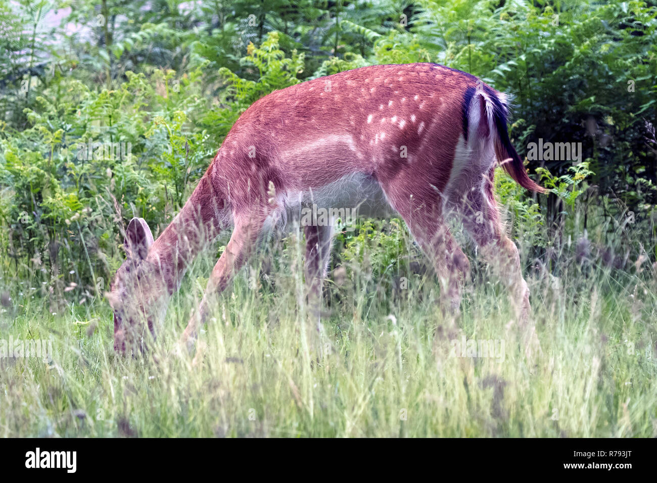 Roe herd deer britain hi-res stock photography and images - Alamy