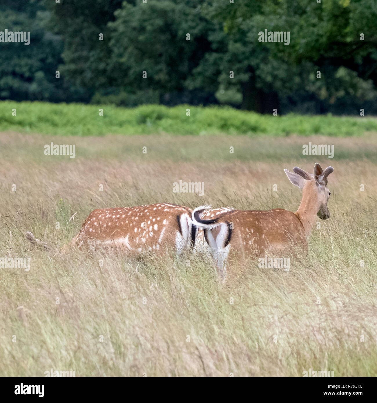 Wild young red deer Stock Photo - Alamy