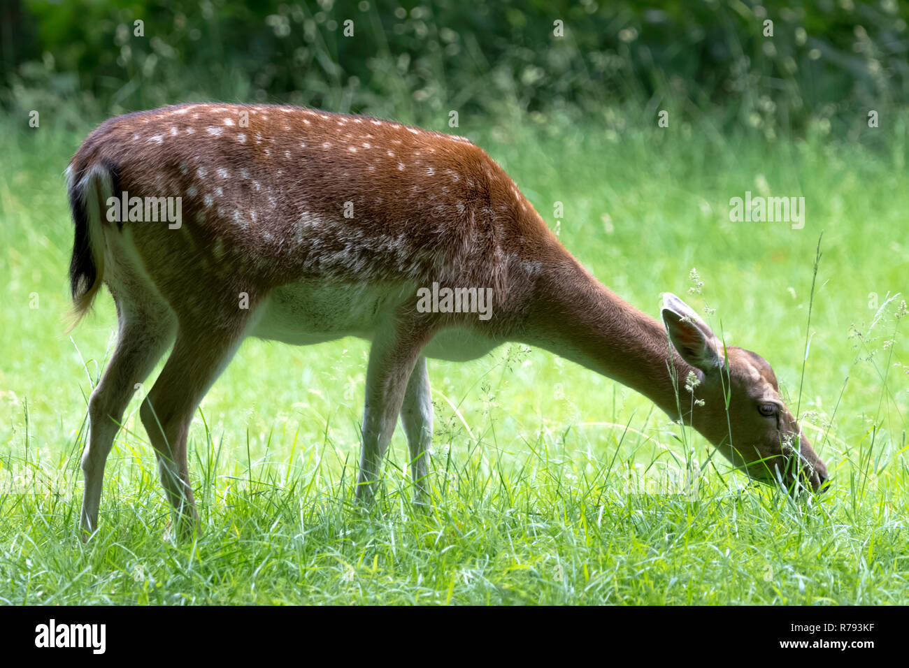 Wild female red deer Stock Photo - Alamy