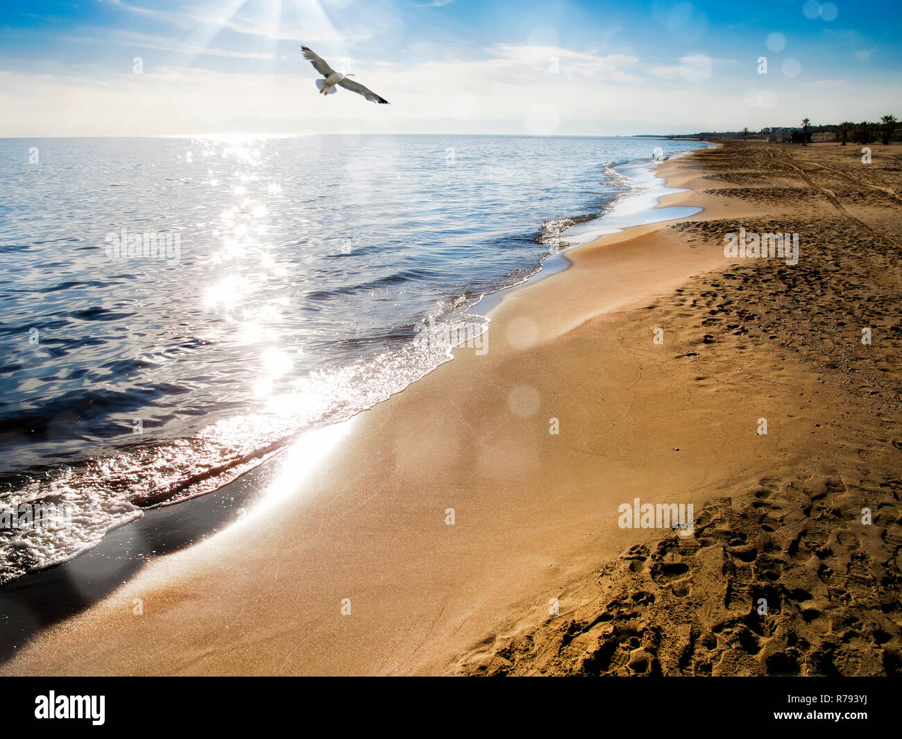 flying seagull at beach Stock Photo - Alamy
