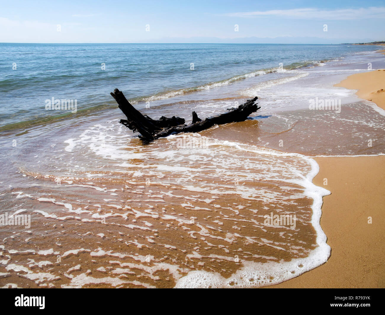 dried tree trunk on beach Stock Photo - Alamy