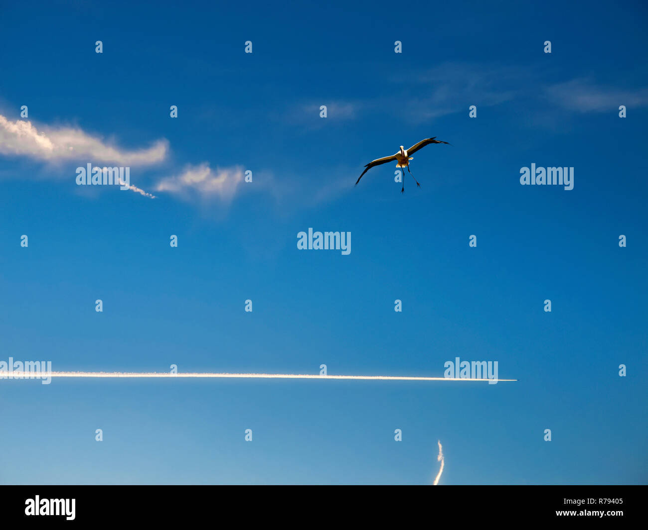 Stork and plane hi-res stock photography and images - Alamy