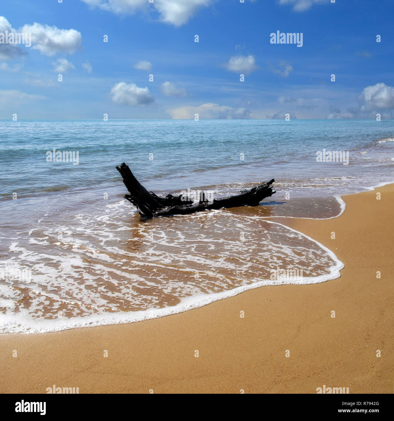 dried tree trunk on beach Stock Photo - Alamy