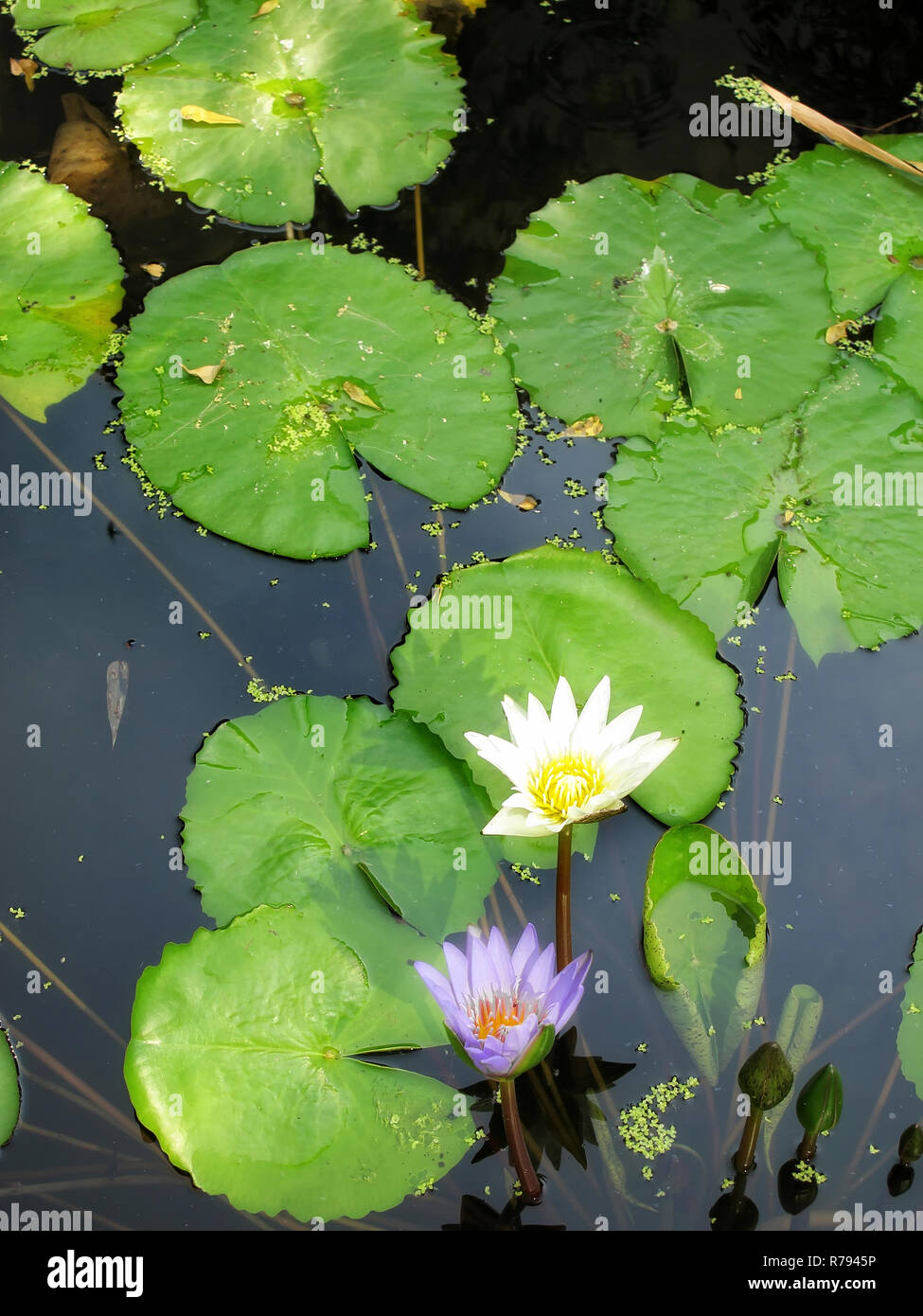 water lily lotus Stock Photo - Alamy