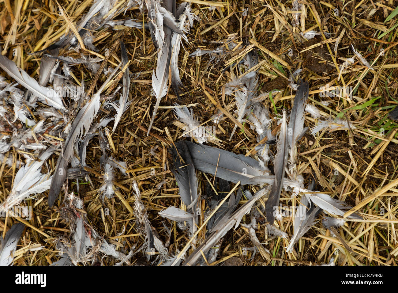 Straw texture full frame hi-res stock photography and images - Alamy