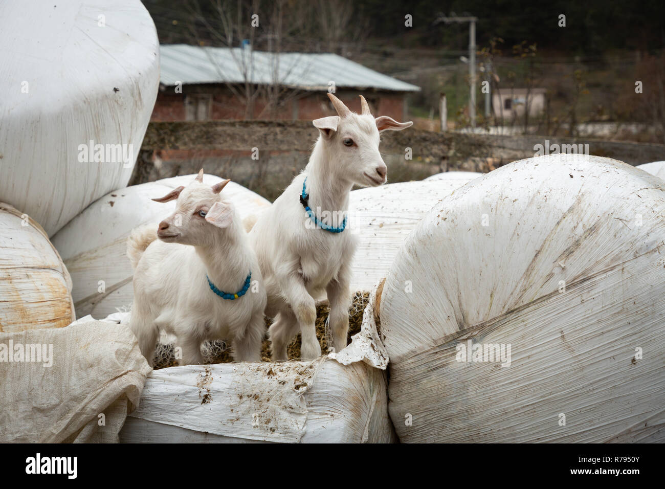 Young goats kids playing hi-res stock photography and images - Alamy