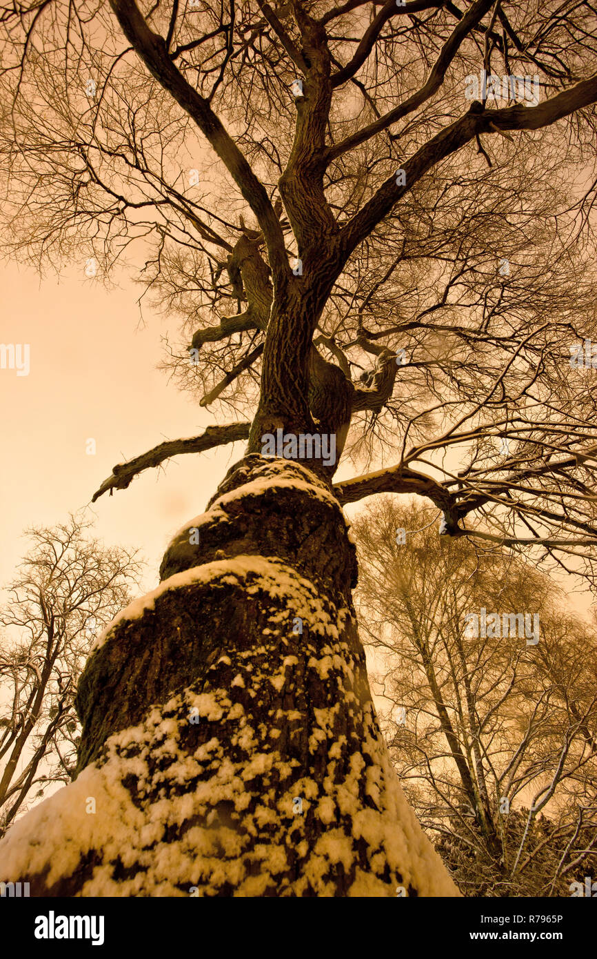 Winter night tree in snow teetop view, natural winter landscape Stock ...