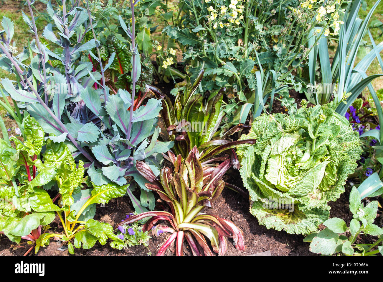 vegetable garden on spring Stock Photo - Alamy