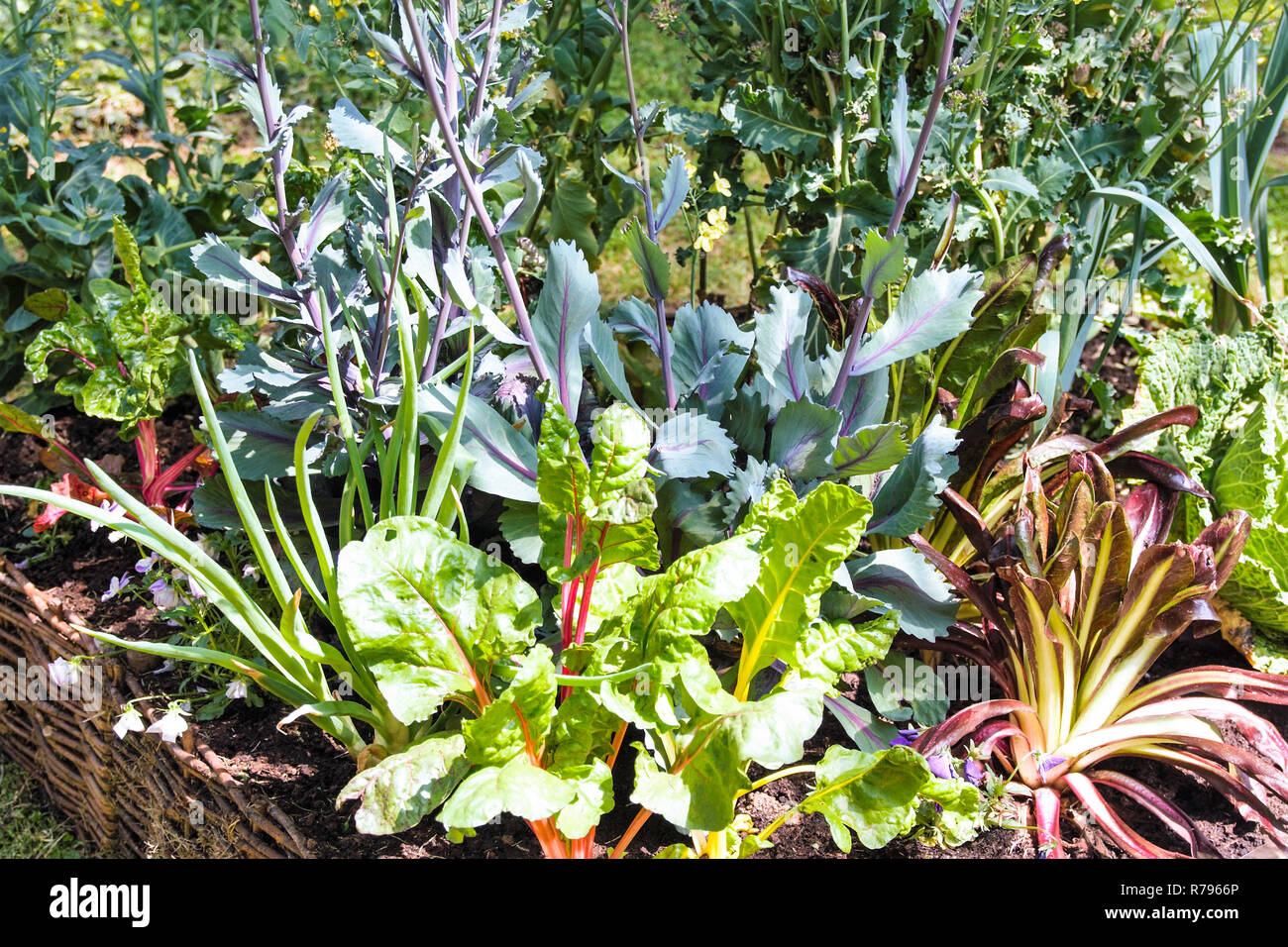 Spring cabbages hi-res stock photography and images - Alamy