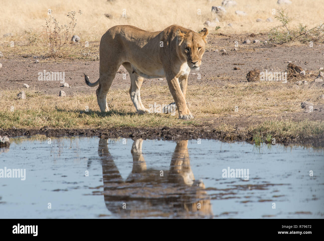 African savanna lion hi-res stock photography and images - Alamy