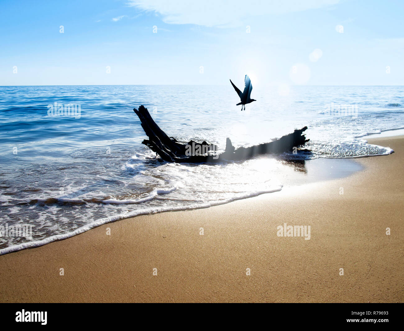 flying seagull at beach Stock Photo - Alamy