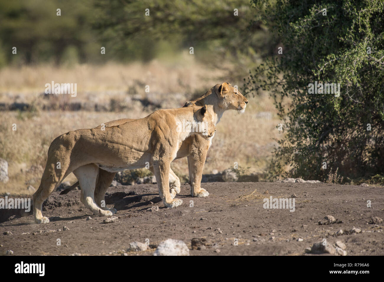 Lion standing proud hi-res stock photography and images - Alamy