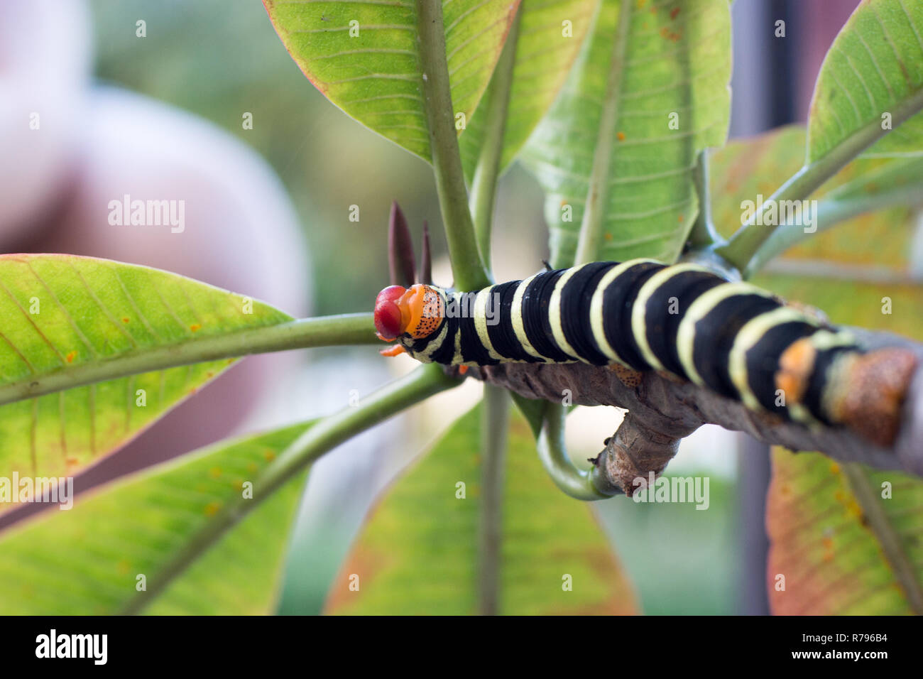 Huge insect hi-res stock photography and images - Alamy
