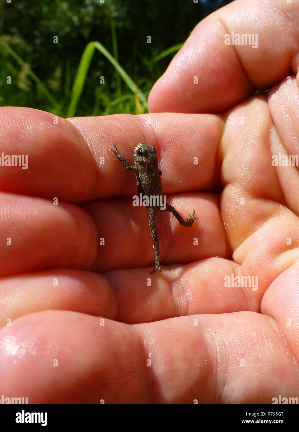 Small brown frog hi-res stock photography and images - Alamy
