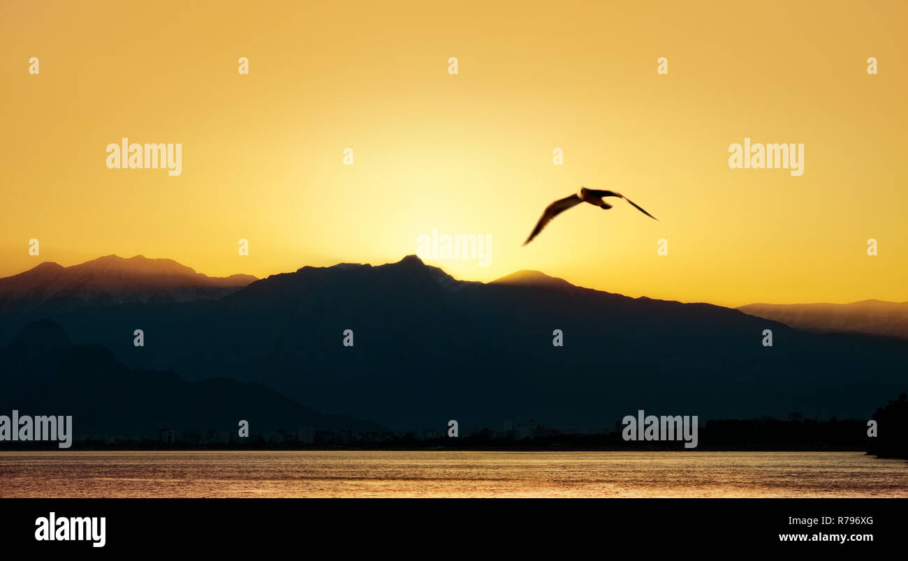 Gull flys at sunset hi-res stock photography and images - Alamy