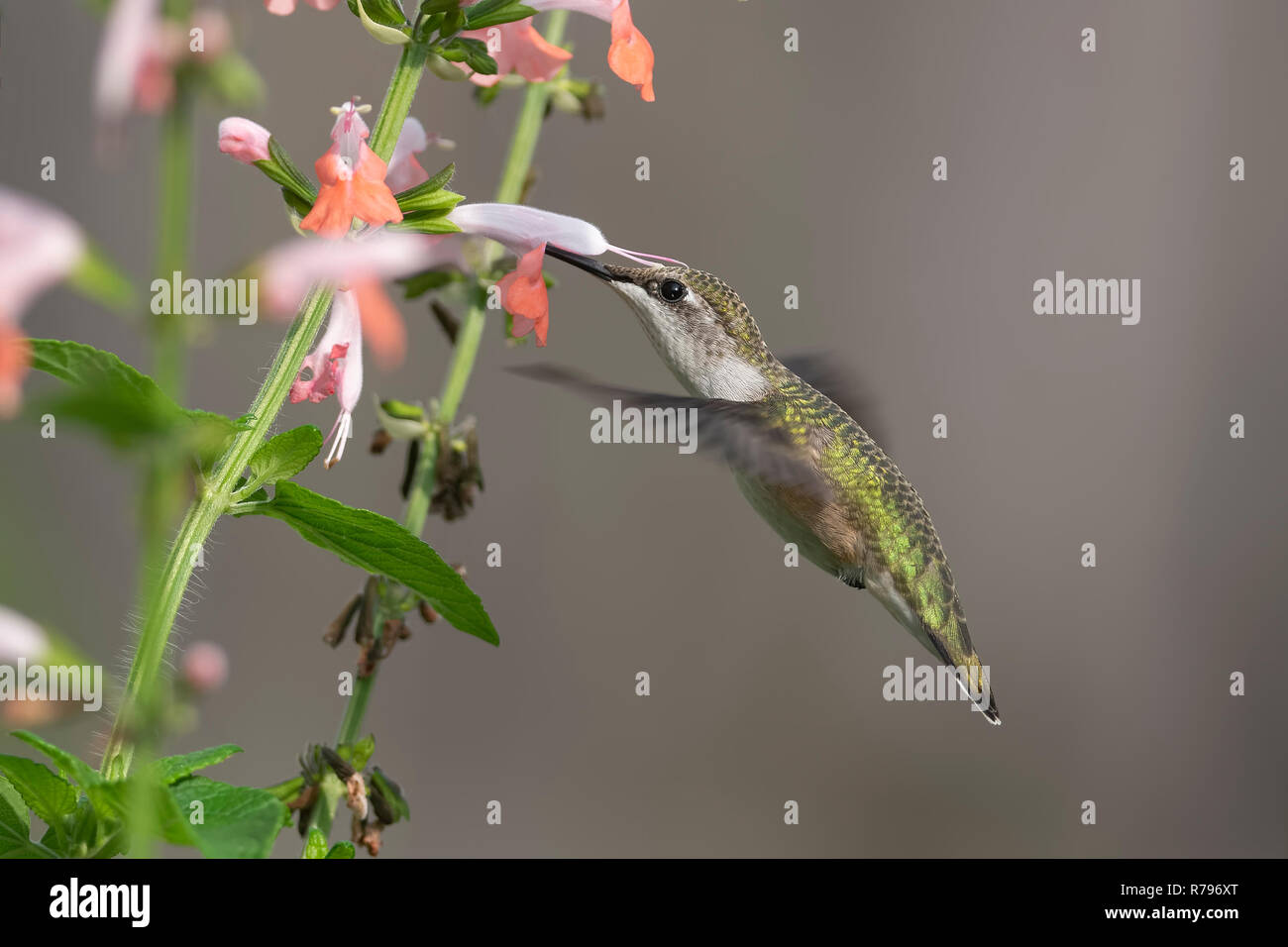 Ruby-throated Hummingbird feeding in the garden Stock Photo - Alamy