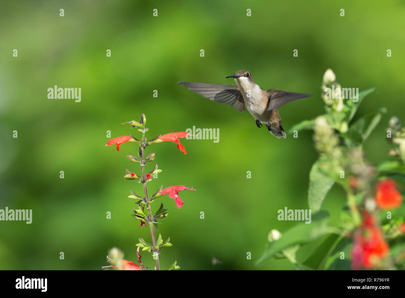 Ruby-throated Hummingbird flying in the garden Stock Photo - Alamy