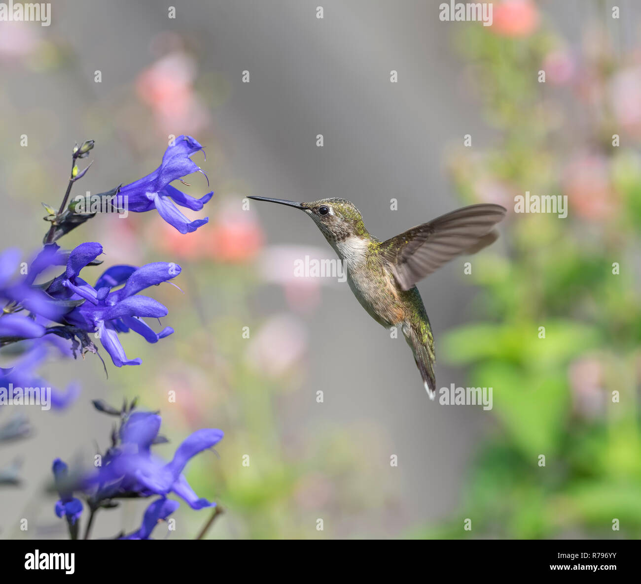 Ruby-throated Hummingbird flying near Black and Blue Salvia Stock Photo ...