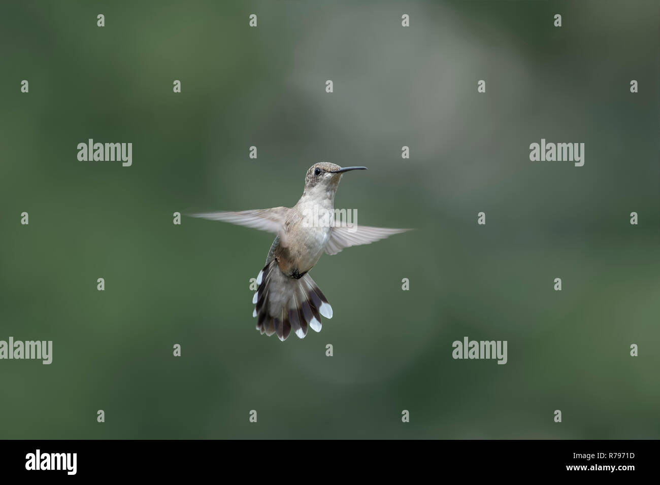 Ruby-throated Hummingbird in flight Stock Photo - Alamy