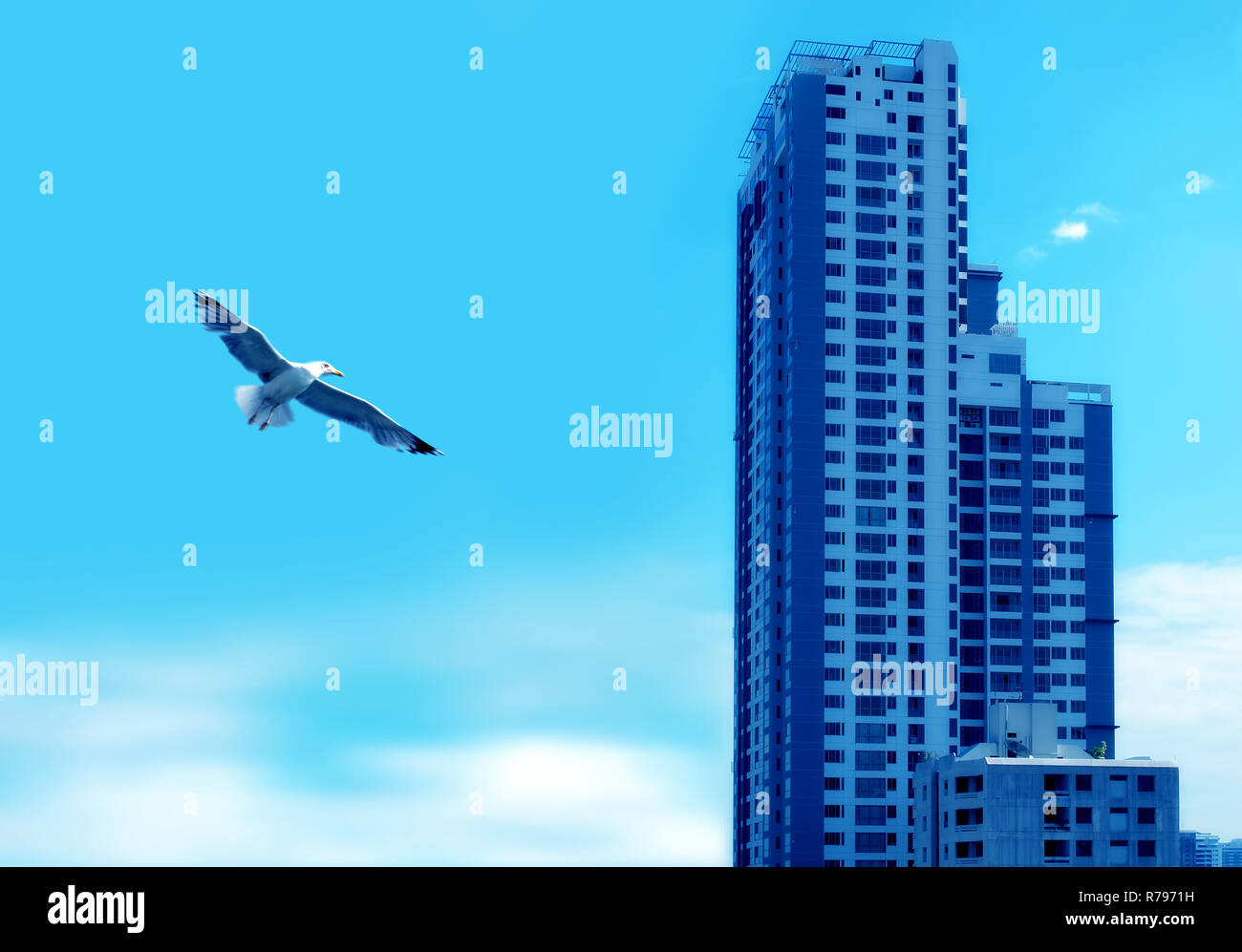 bird flying and building Stock Photo - Alamy