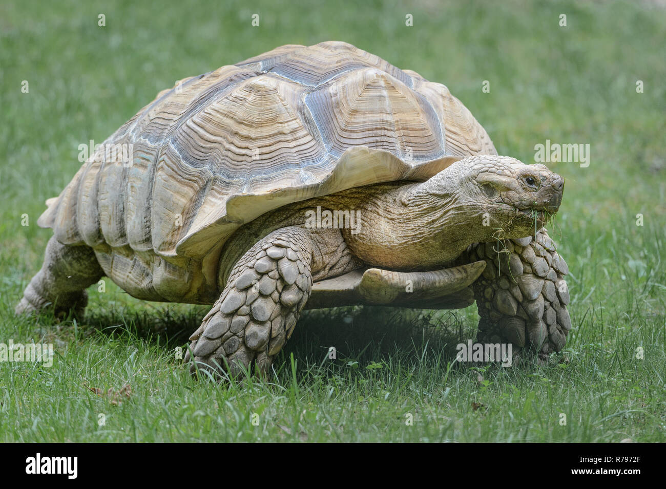 turtle is running in the grass Stock Photo - Alamy