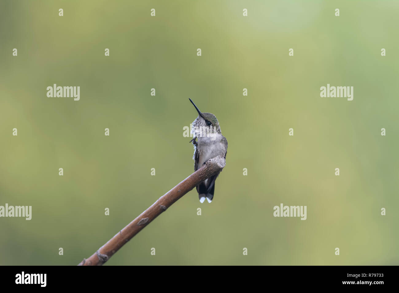 Chin scratcher hi-res stock photography and images - Alamy