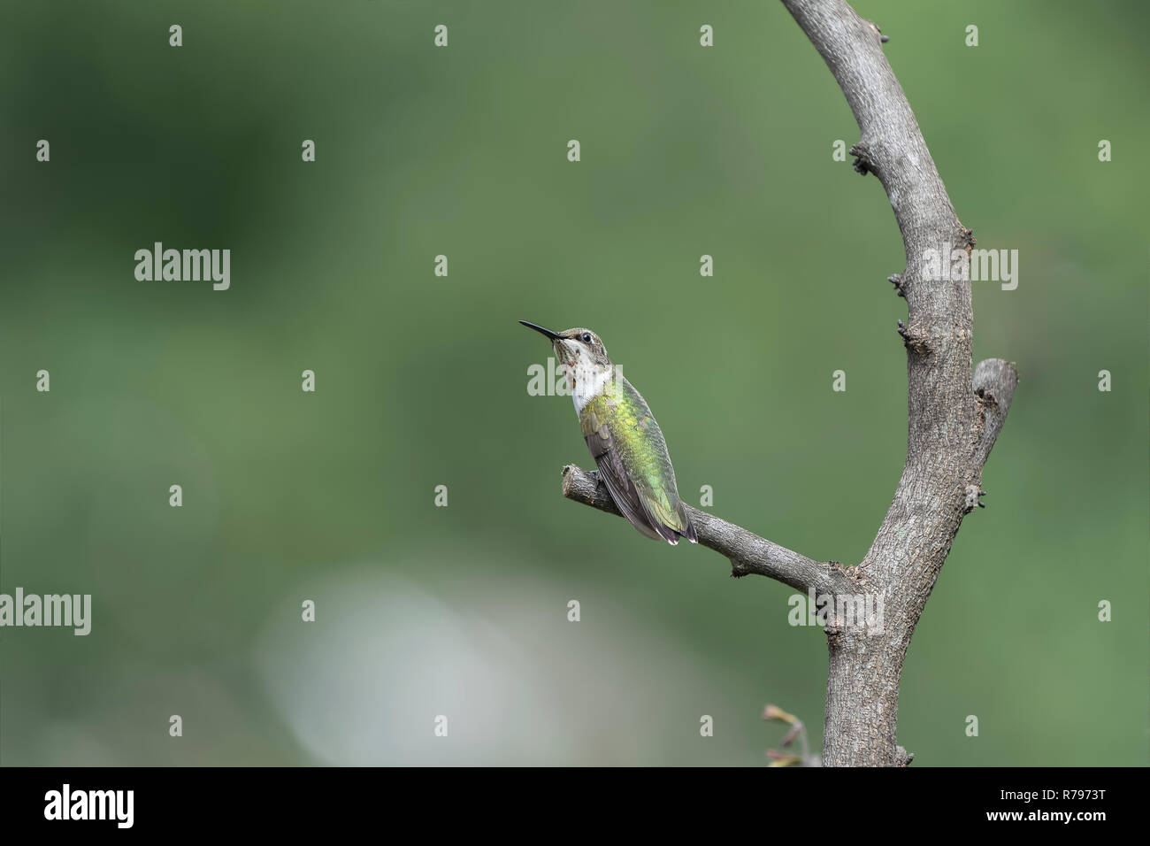 Juvenile male ruby throated hummingbird hi-res stock photography and ...