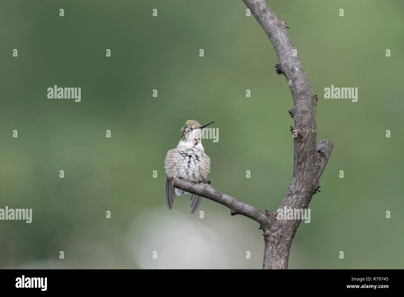 Juvenile hummingbird hi-res stock photography and images - Alamy