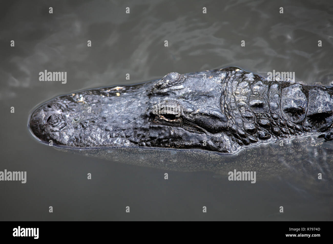 The great alligator river hi-res stock photography and images - Alamy